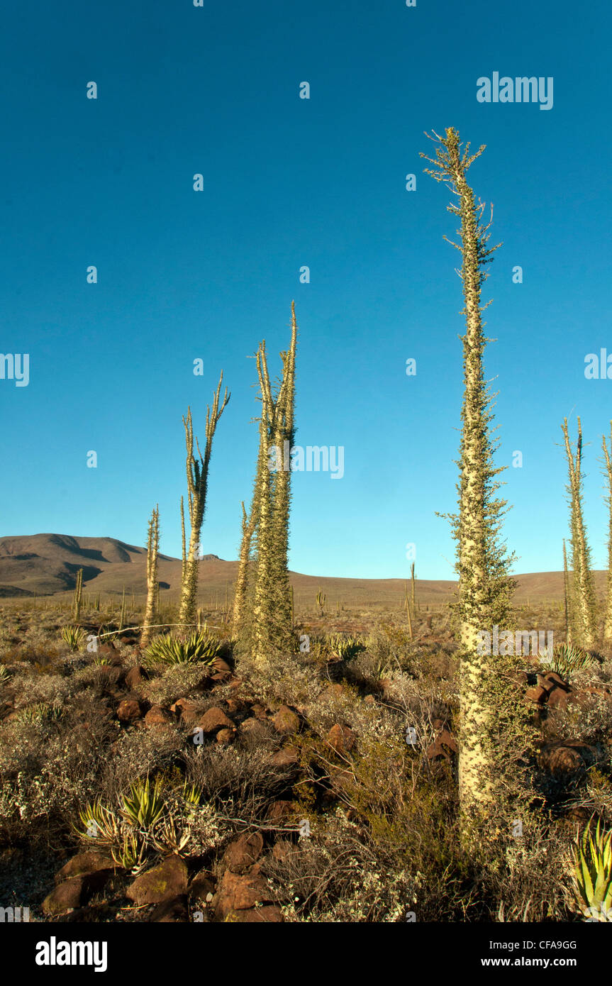 boojum trees, cirios, fouquieria columnaris, valle de los cirios ...