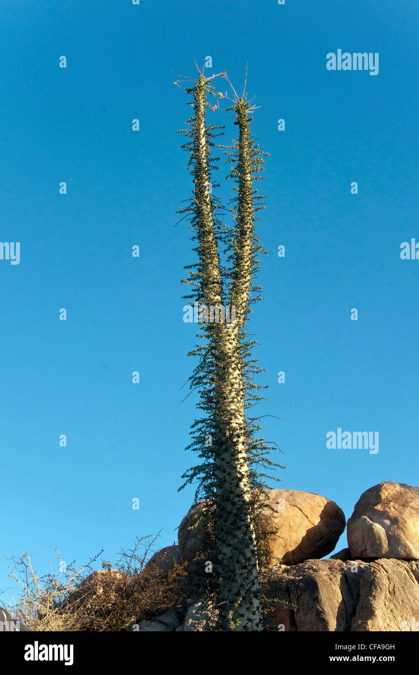 boojum trees, cirios, fouquieria columnaris, valle de los cirios ...
