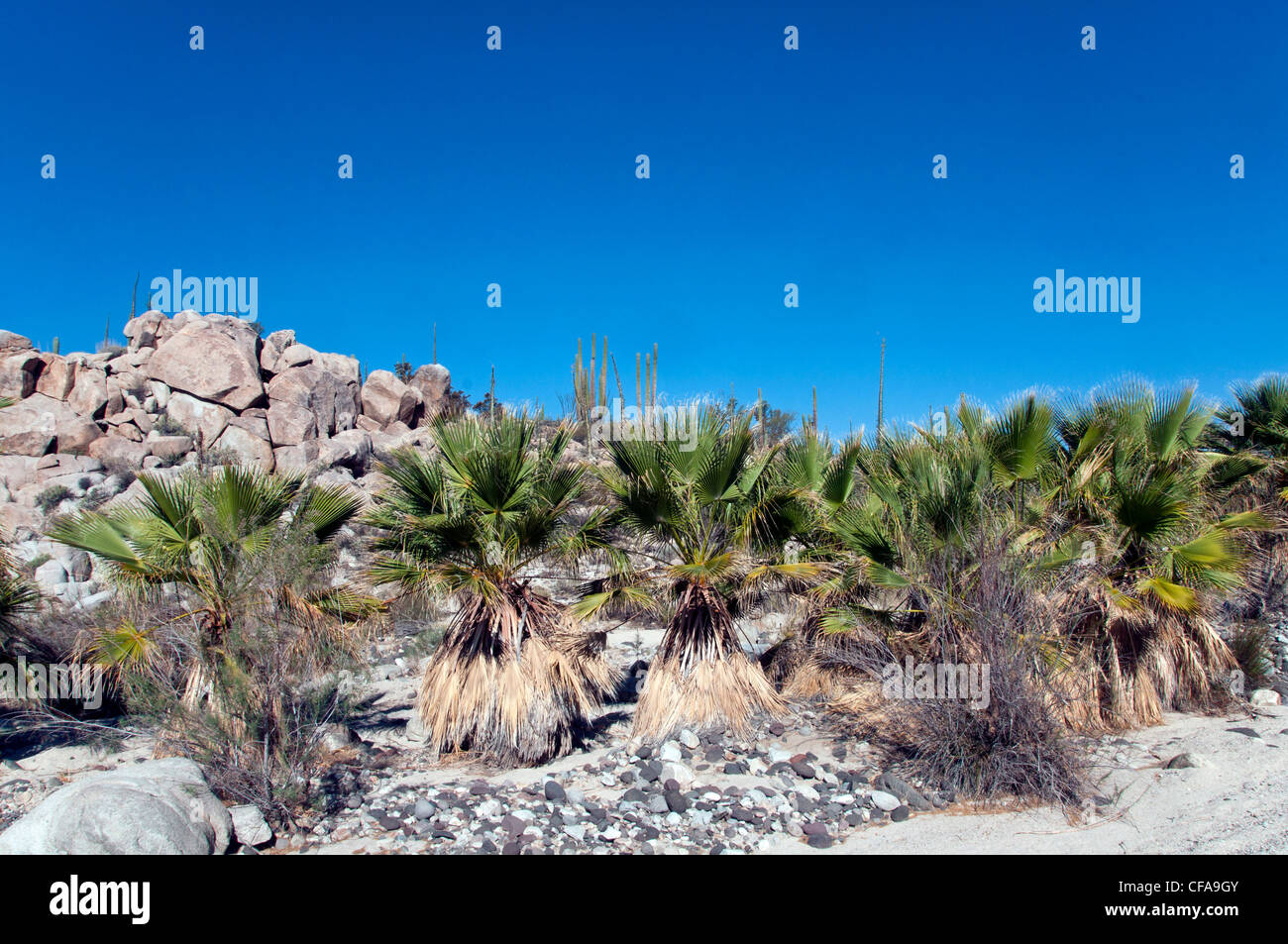 palms, oasis, baja California, Mexico, rocks Stock Photo - Alamy