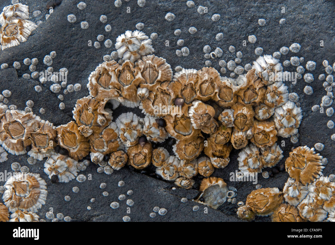 barnacles, rock, low tide, Blackstone bay, prince William sound, Alaska ...