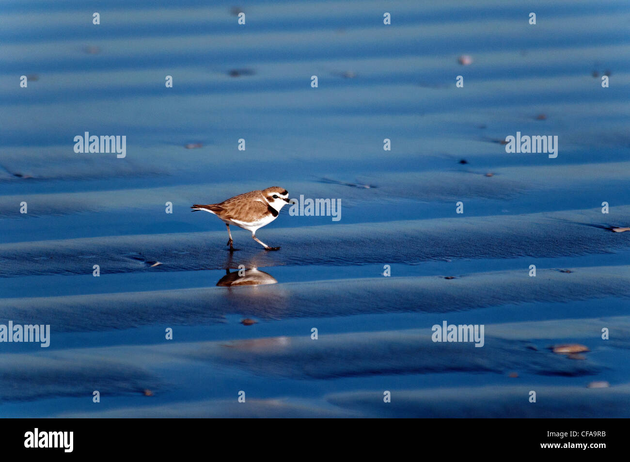 shore birds, bird, animal, baja California, Mexico Stock Photo - Alamy