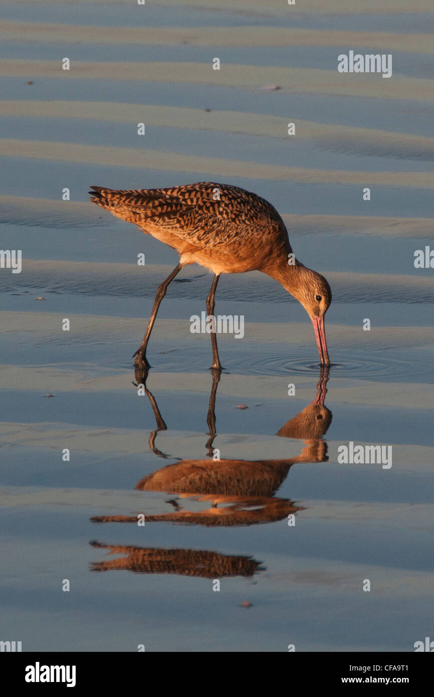 marbled godwit, godwit, bird, animal, limosa fedoa, baja, Mexico Stock ...
