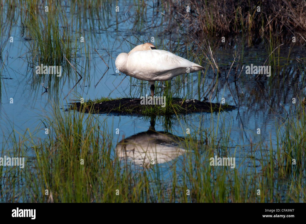Trumpeter swan nest hi-res stock photography and images - Alamy