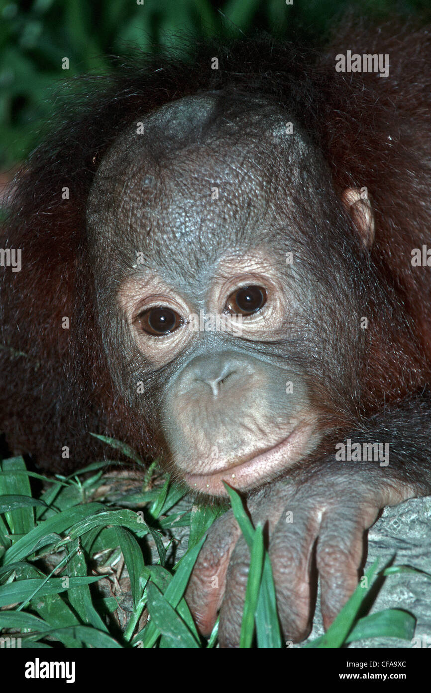 orang-utan, ape, animal, head, pongo pygmaeus Stock Photo - Alamy