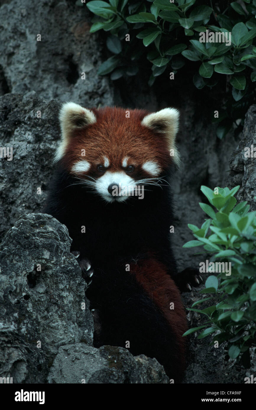 red panda, ailurus fulgens, animal Stock Photo - Alamy