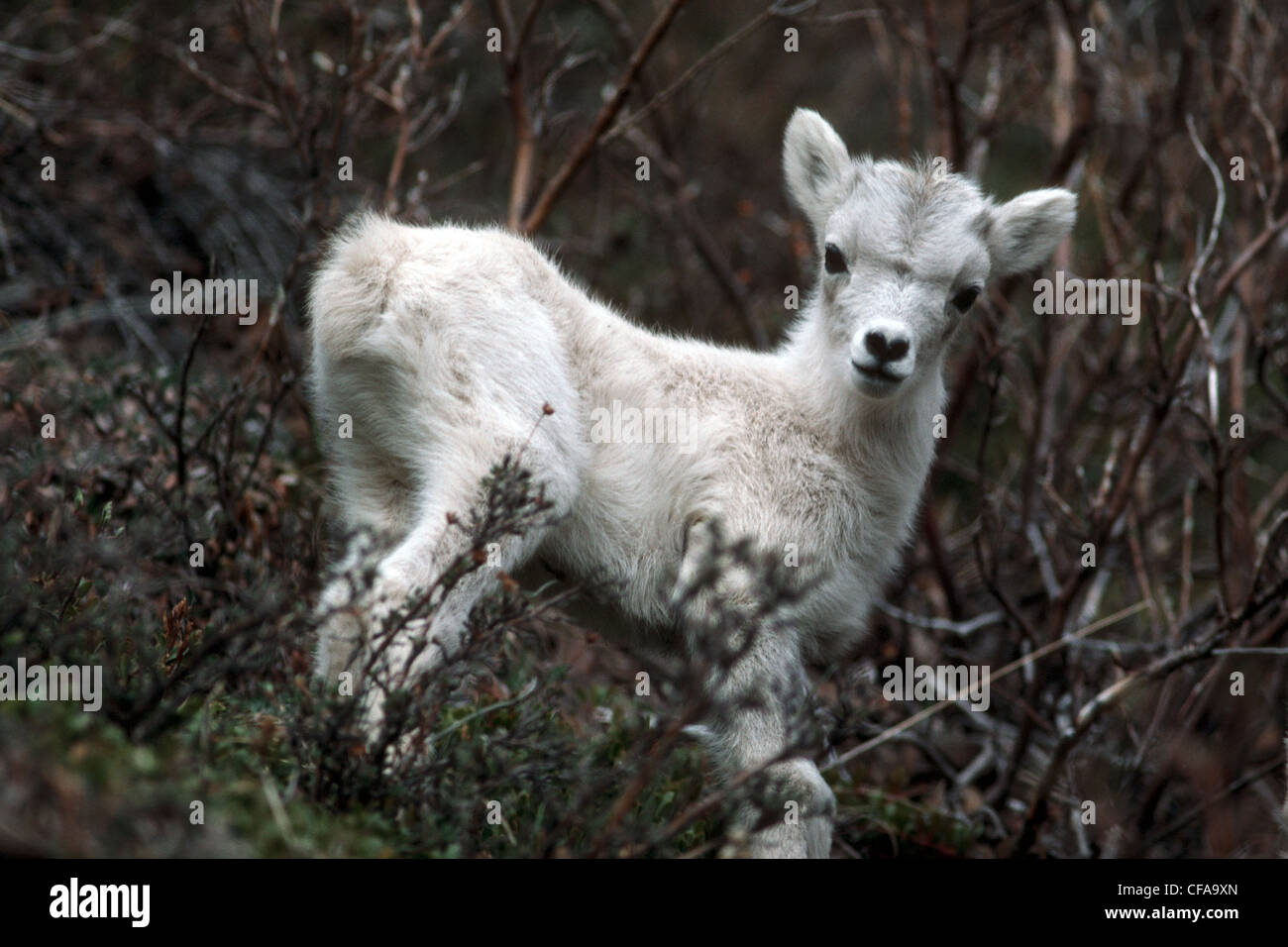 Dall Sheep Lamb High Resolution Stock Photography and Images - Alamy