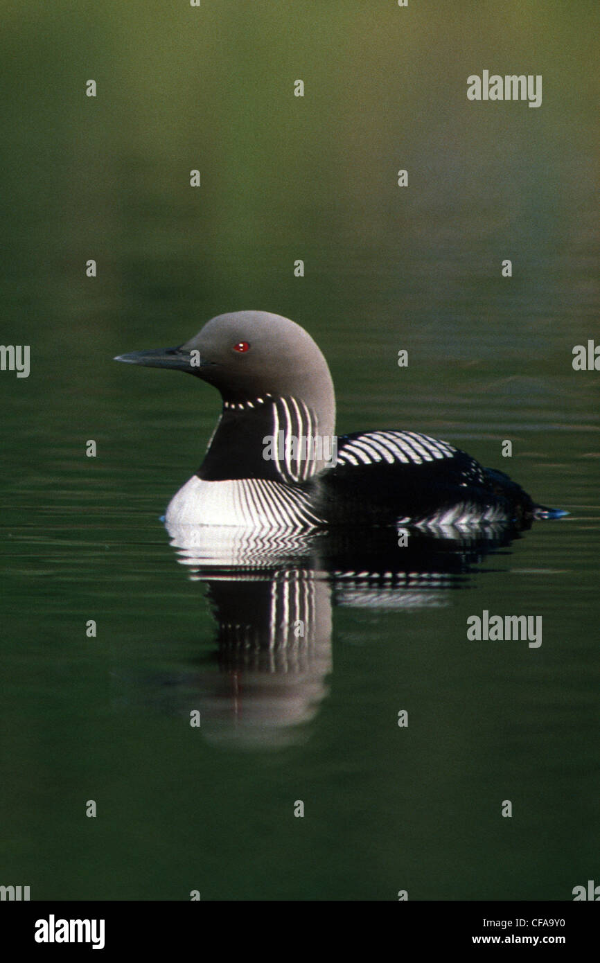 pacific loon, Alaska, duck, animal, bird, water Stock Photo - Alamy
