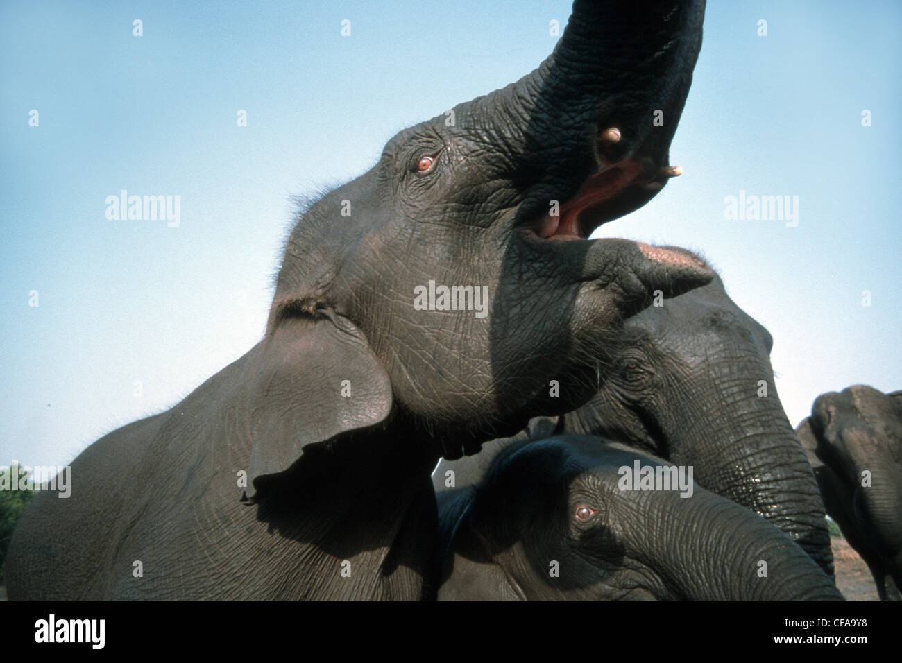 Asian elephant, elephants, animals, gray Stock Photo - Alamy