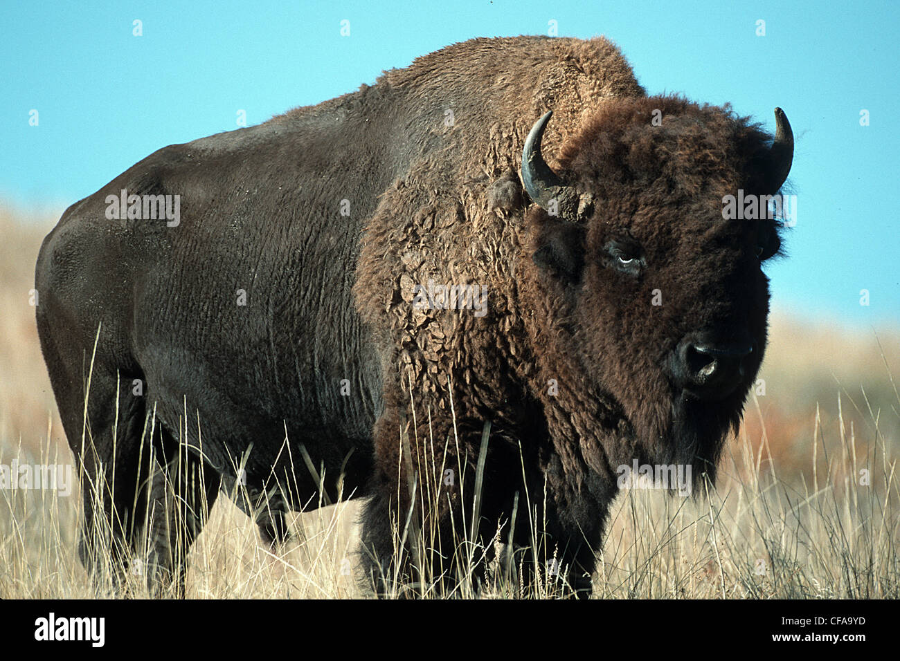 Prairie buffalo hi-res stock photography and images - Alamy