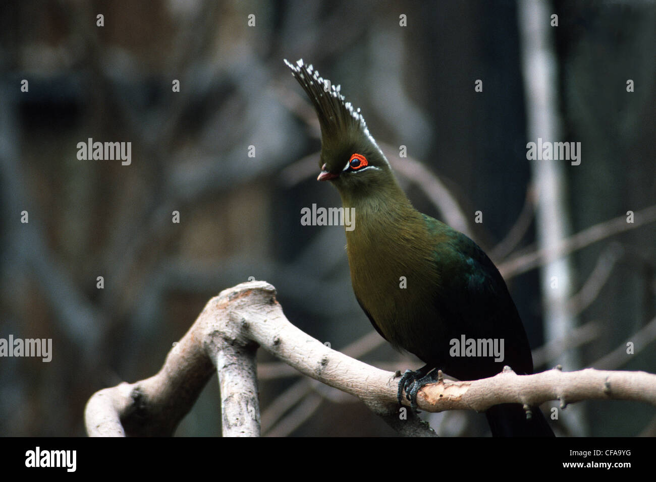 turaco, bird, animal, branch Stock Photo - Alamy