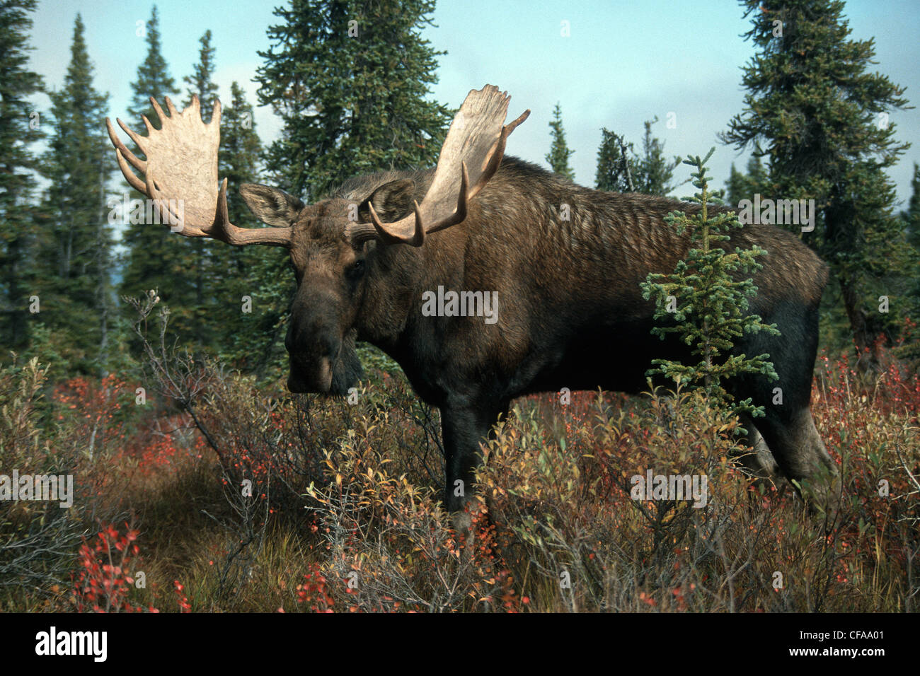bull, moose, Denali, national park, Alaska, USA, animal, antler Stock ...