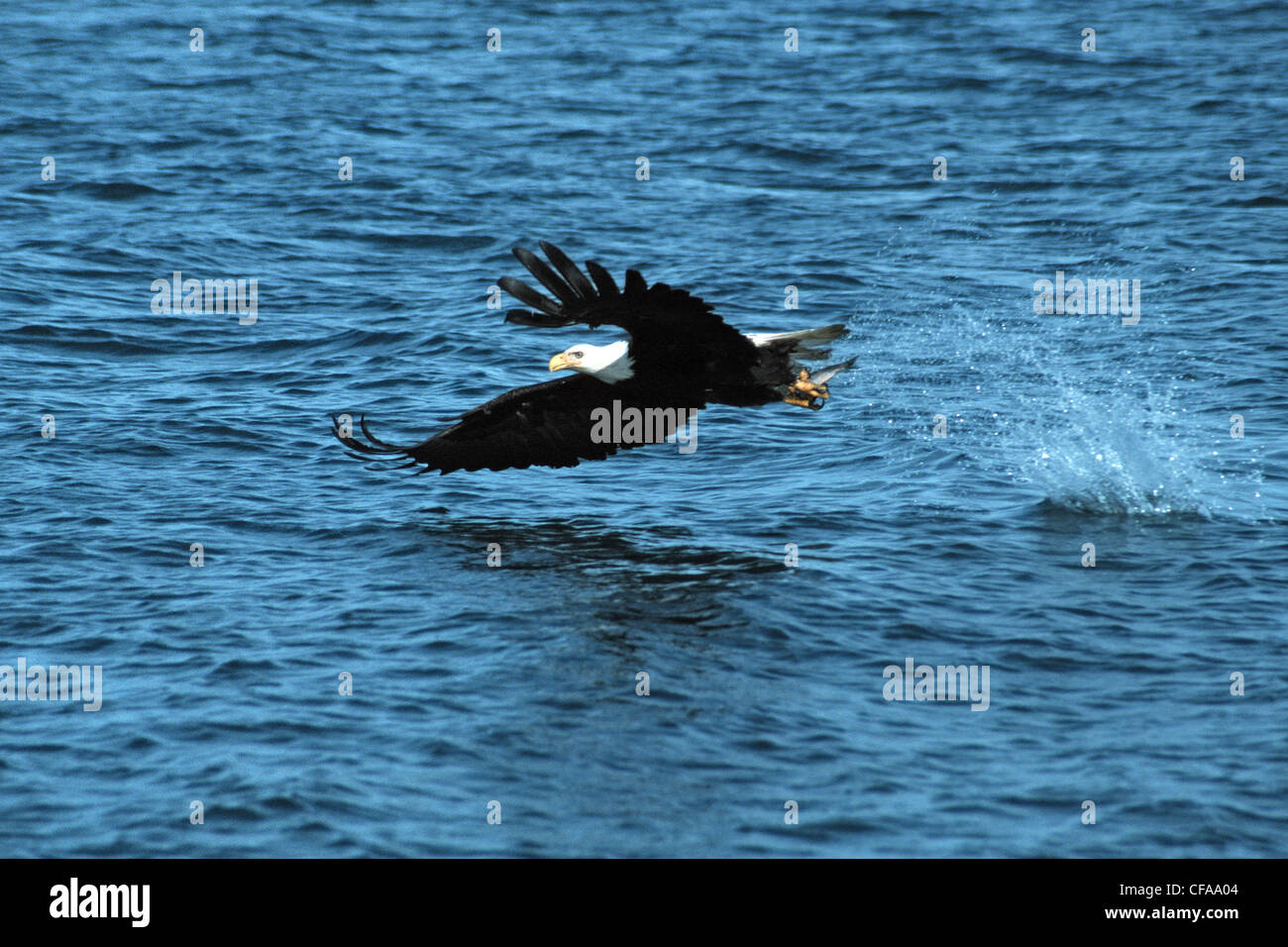 bald eagle, eagle, bird, animal, USA, fishing Stock Photo - Alamy