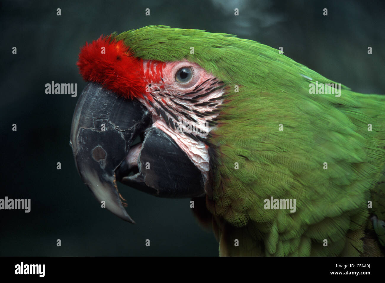military macaw, bird, animal, parrot, macaw, parrot Stock Photo - Alamy
