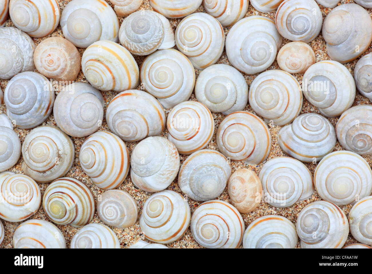 Background, coast, sea, nature, nature, sand, snail, snail house, beach ...