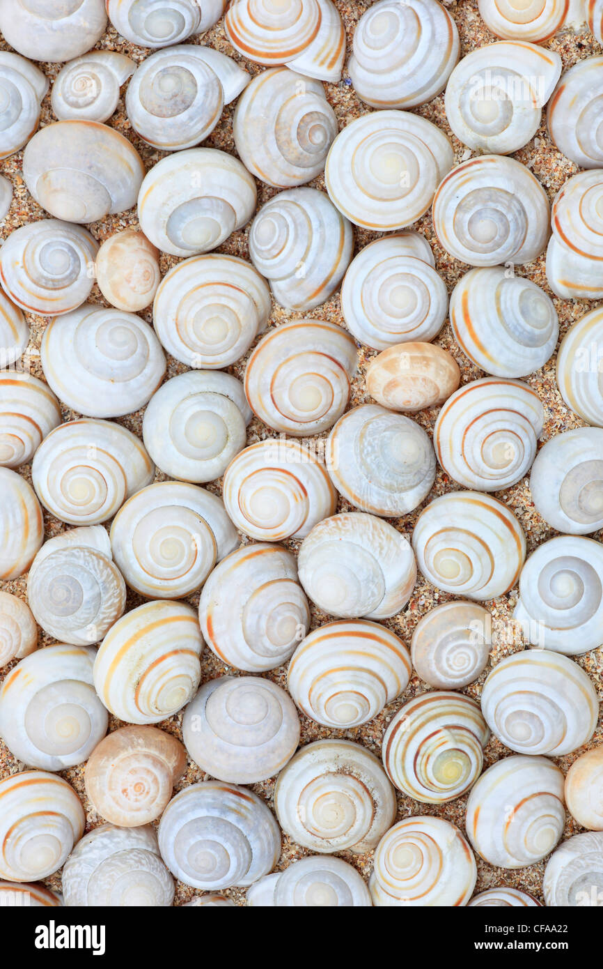 Background, coast, sea, nature, nature, sand, snail, snail house, beach ...