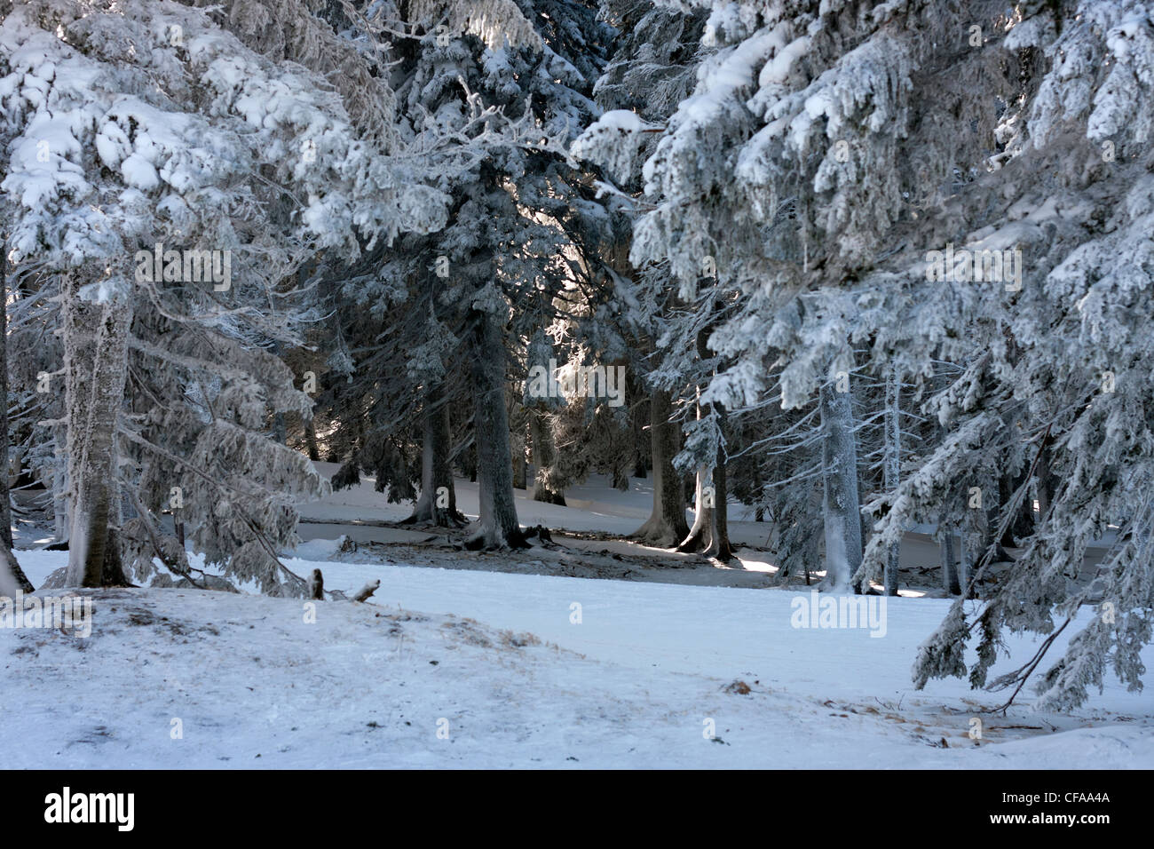 Cold, dark winter forest with frozen trees Stock Photo - Alamy