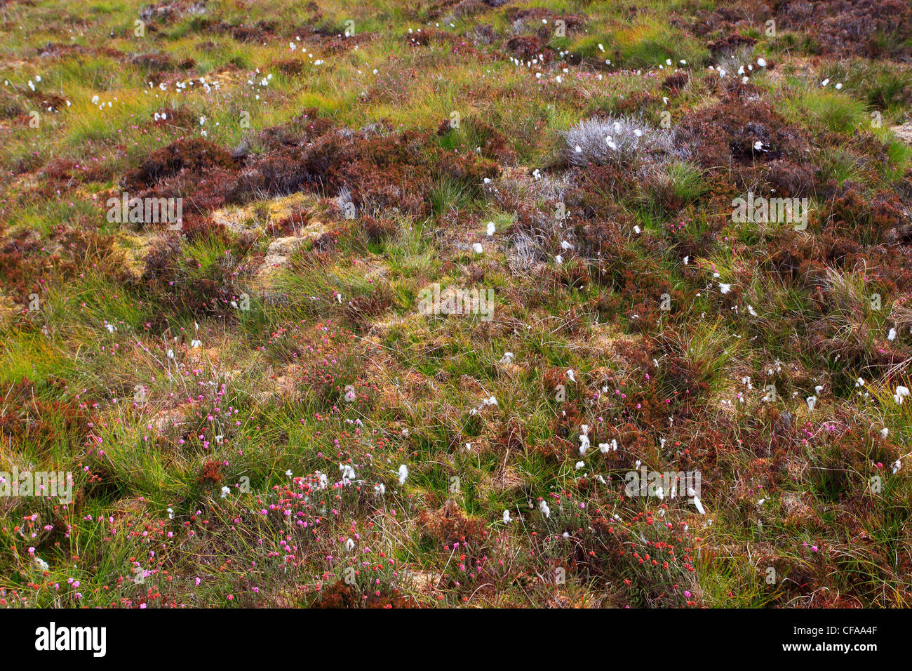 ling, common heater, Calluna vulgaris, Erica, Erika, Great Britain ...