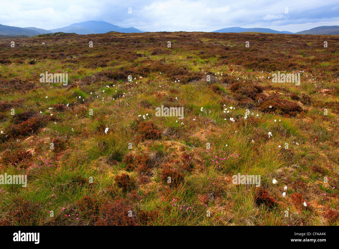 Erica vulgaris hi-res stock photography and images - Alamy