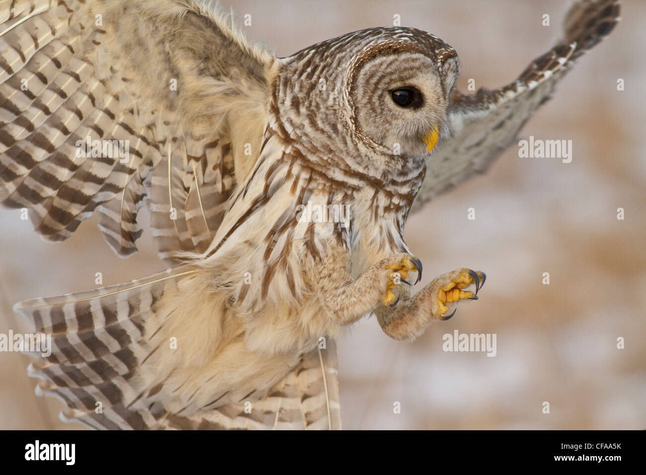 Barred owl close up hi-res stock photography and images - Alamy