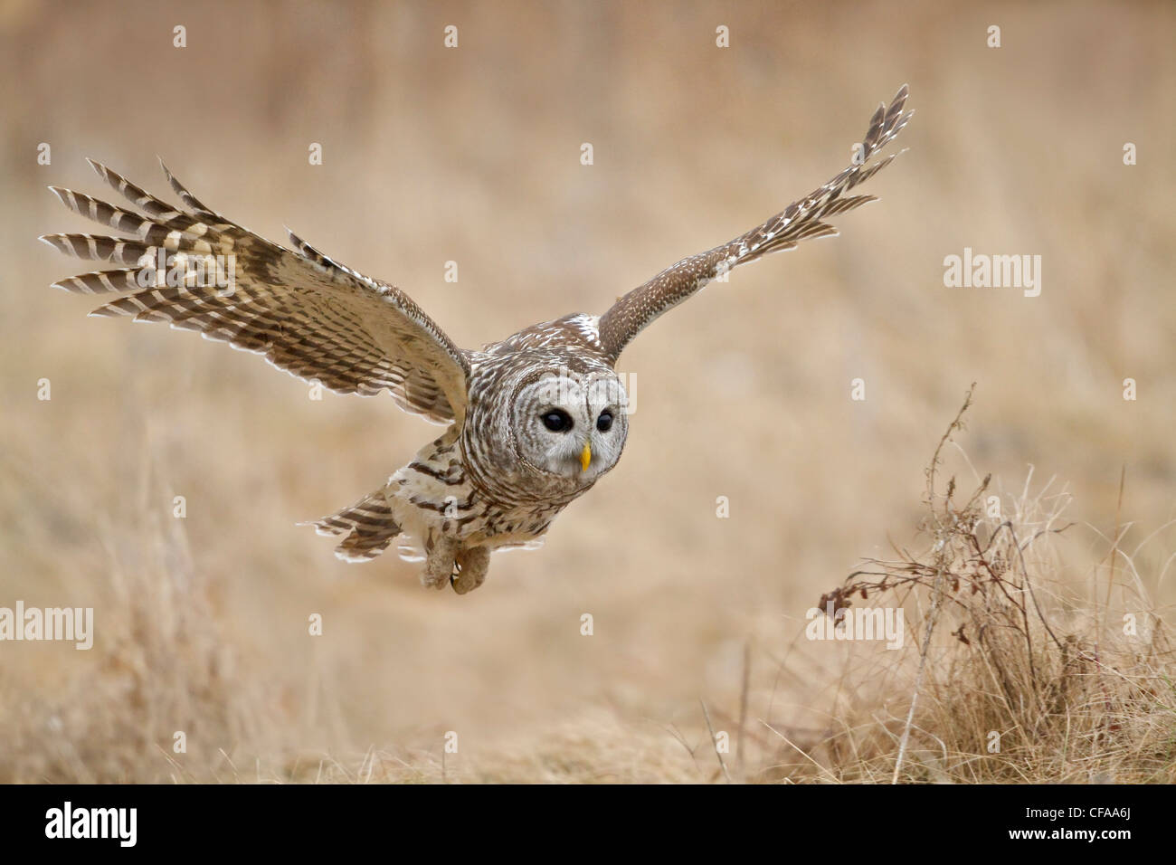Barred Owl (Strix varia) hunting for prey Stock Photo - Alamy