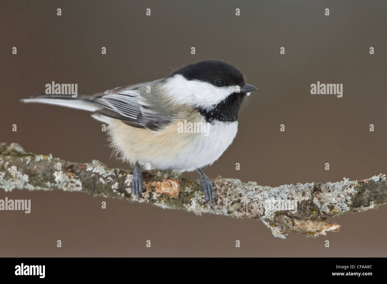 Chickadees in a tree hi-res stock photography and images - Alamy