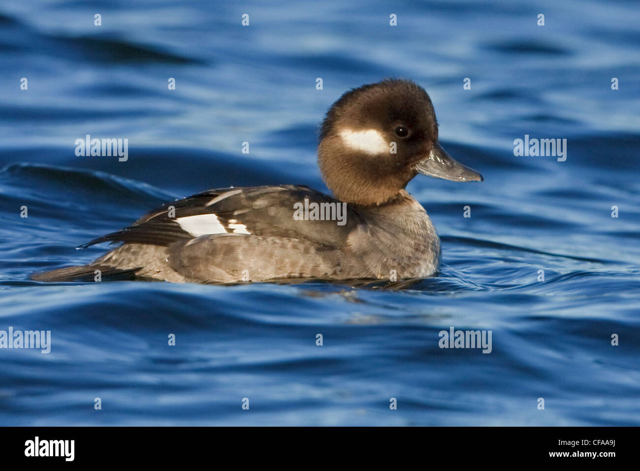 Female Bufflehead duck (Bucephala albeola) swimming Stock Photo - Alamy