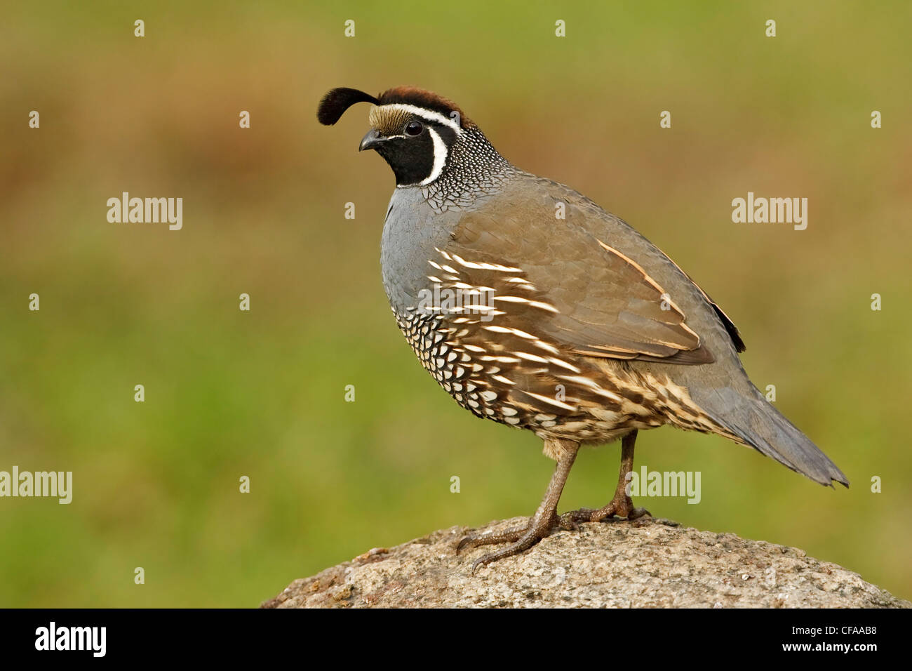 California Quail (Callipepla californica) perched on a rock Stock Photo ...