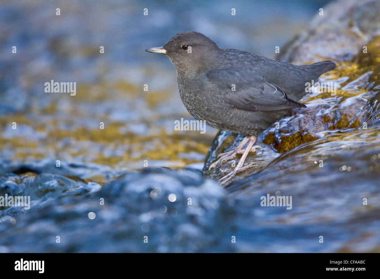 American dipper on rock hi-res stock photography and images - Alamy