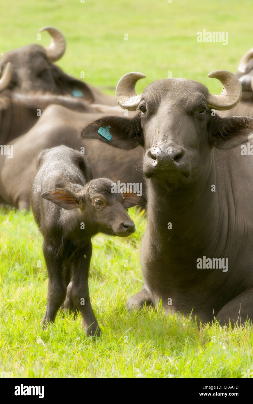 Buffalo calfs hi-res stock photography and images - Alamy