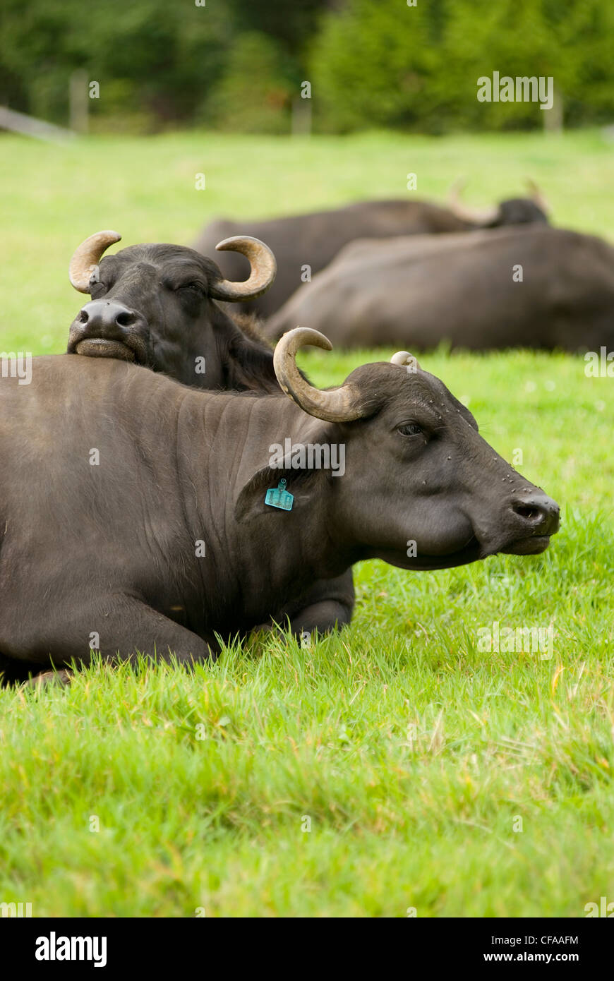 Buffalo ranching hi-res stock photography and images - Alamy