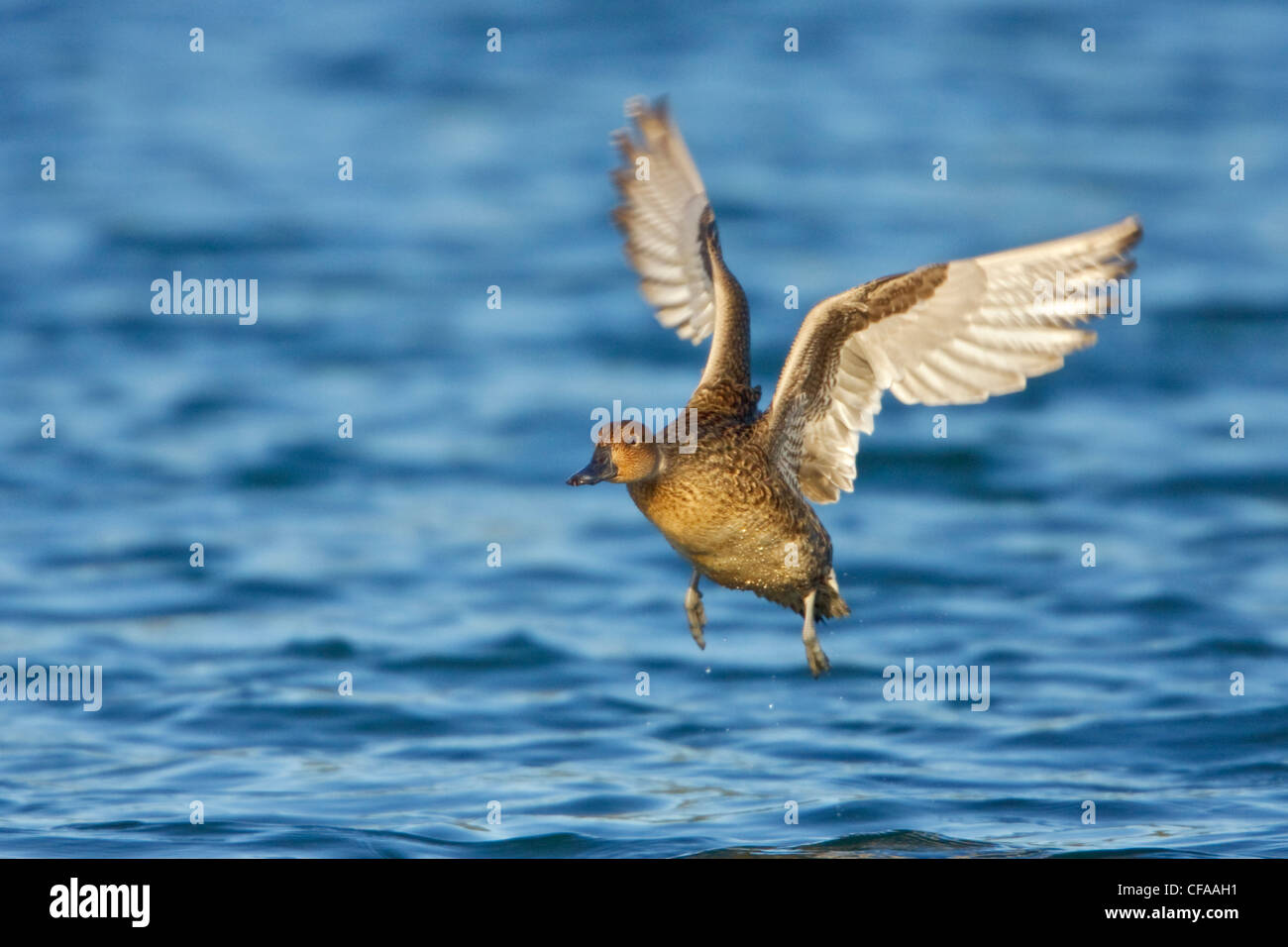 Female Pintail or Northern Pintail duck (Anas acuta) landing on the ...