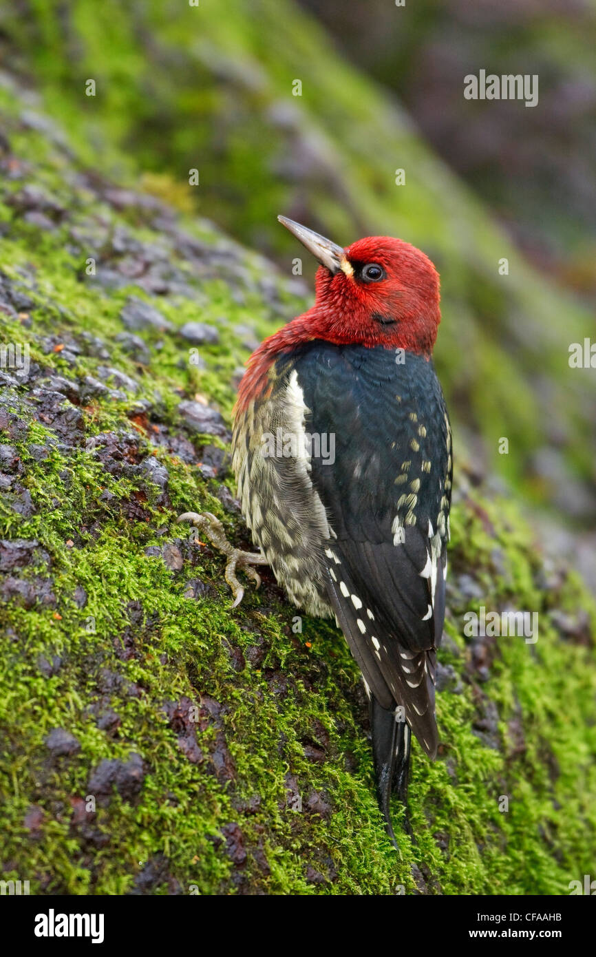 Red-breasted Sapsucker (Sphyrapicus ruber) perched on a tree trunk ...