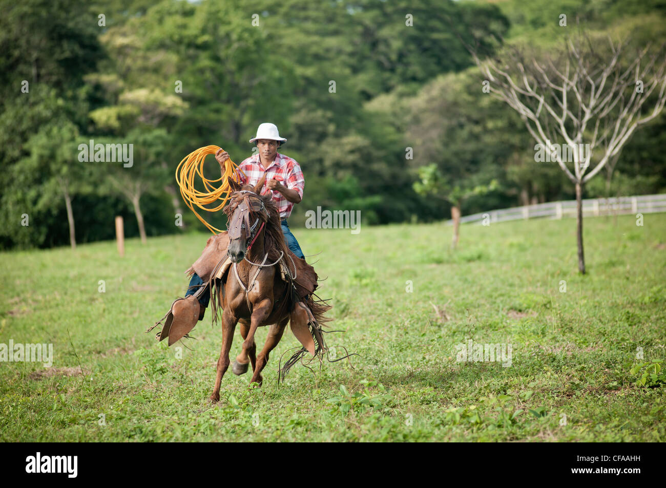 Man with lasso riding horse in field Stock Photo - Alamy