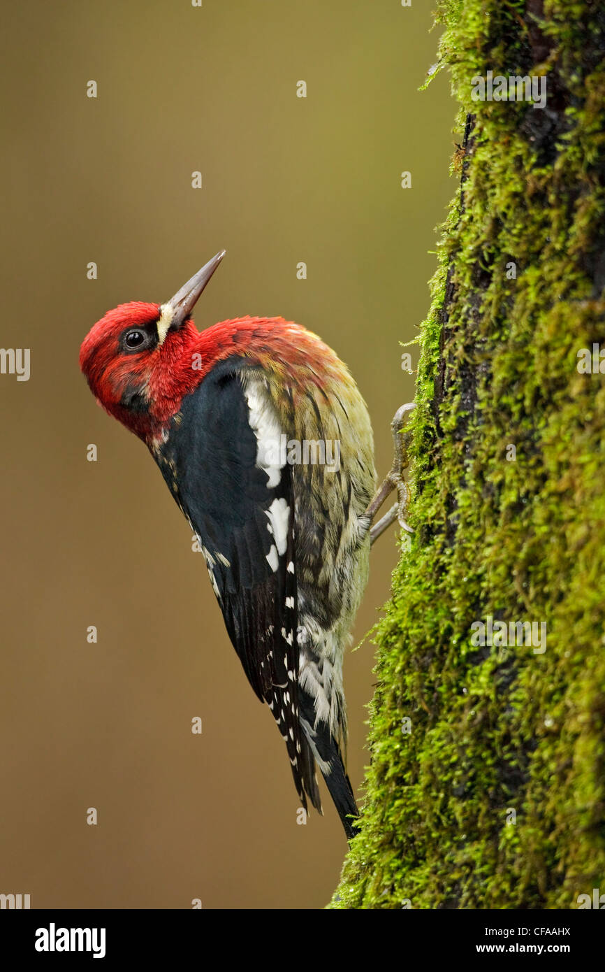 Red-breasted Sapsucker (Sphyrapicus ruber) perched on a tree trunk ...