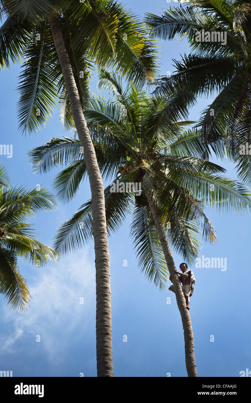 Man climbing tropical palm trees Stock Photo - Alamy