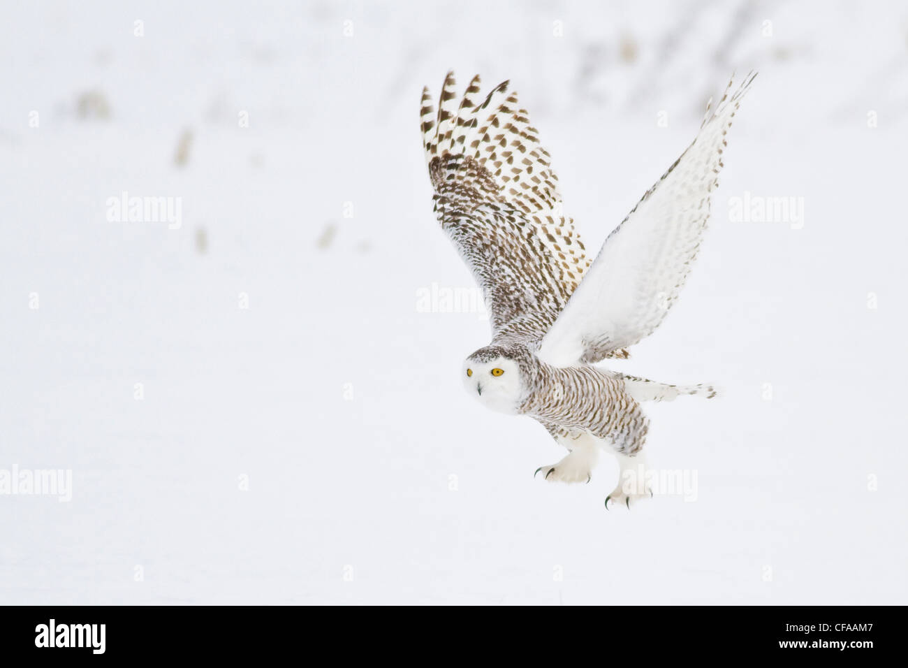 Snowy Owl (Bubo scandiacus) hunting for prey in winter Stock Photo - Alamy
