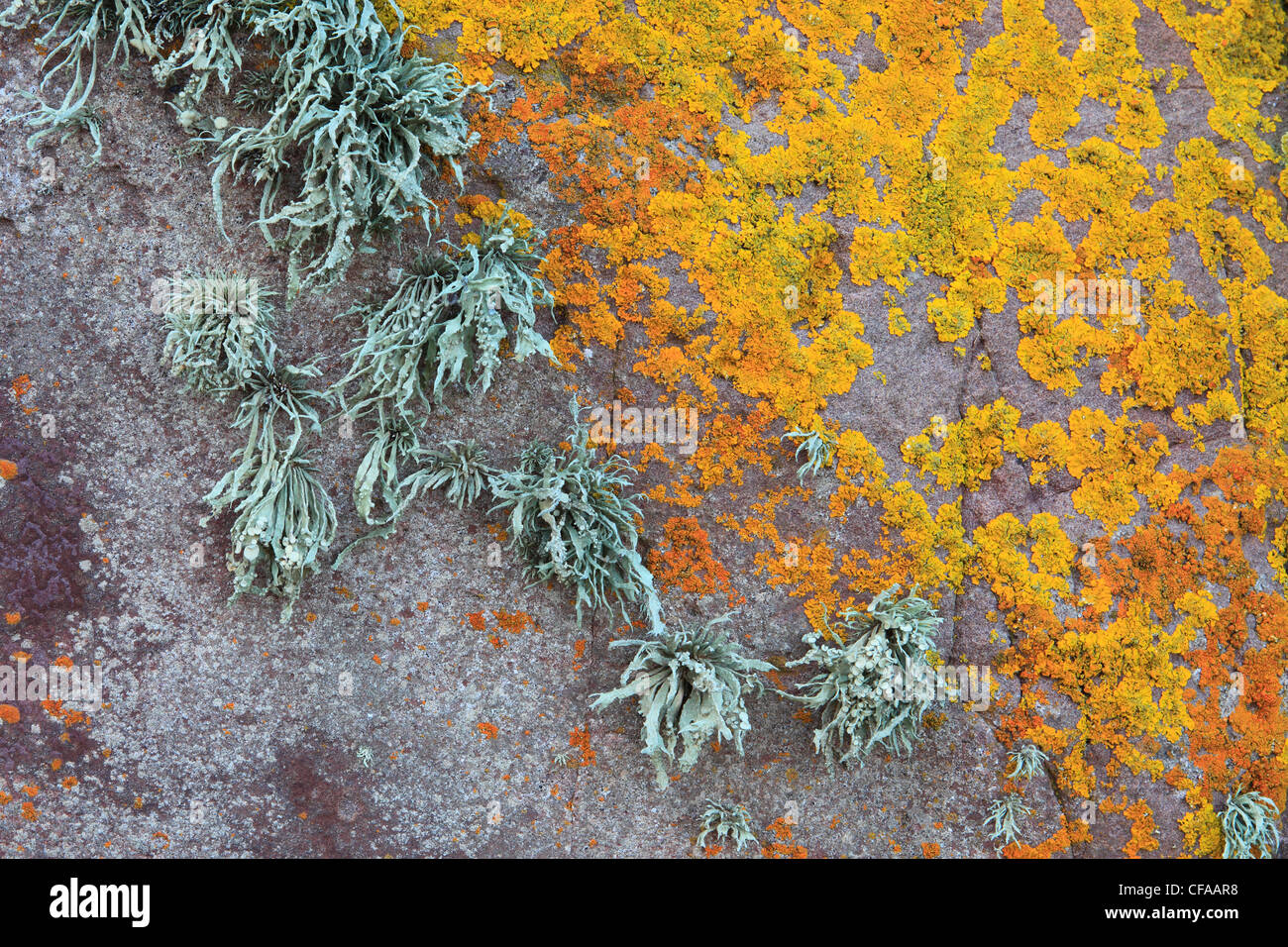 Coast, Scotland, yellow lichens, Scottish, stone, colorful, colours ...