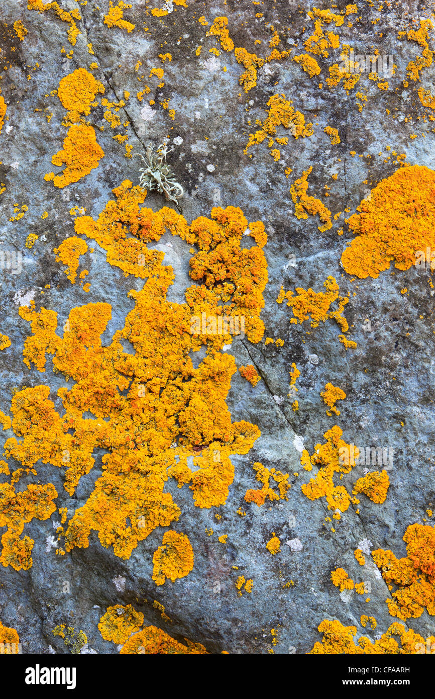 Coast, Scotland, yellow lichens, Scottish, stone, colorful, colours ...