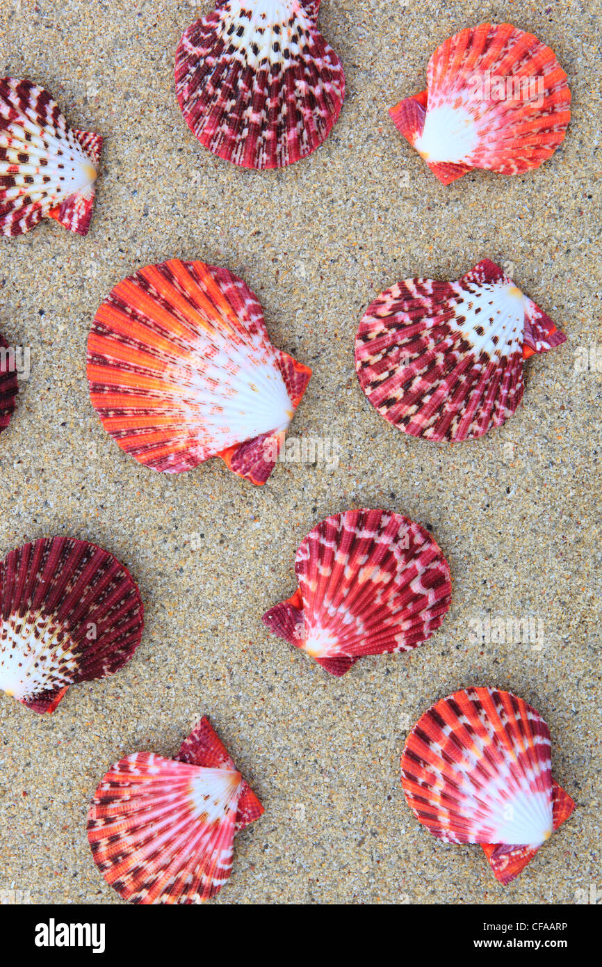 Pecten pallium hi-res stock photography and images - Alamy