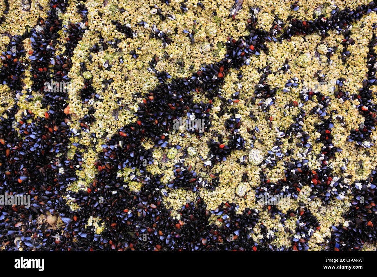 Great Britain, coast, sea, marine animal, mussels, rotten mussels ...