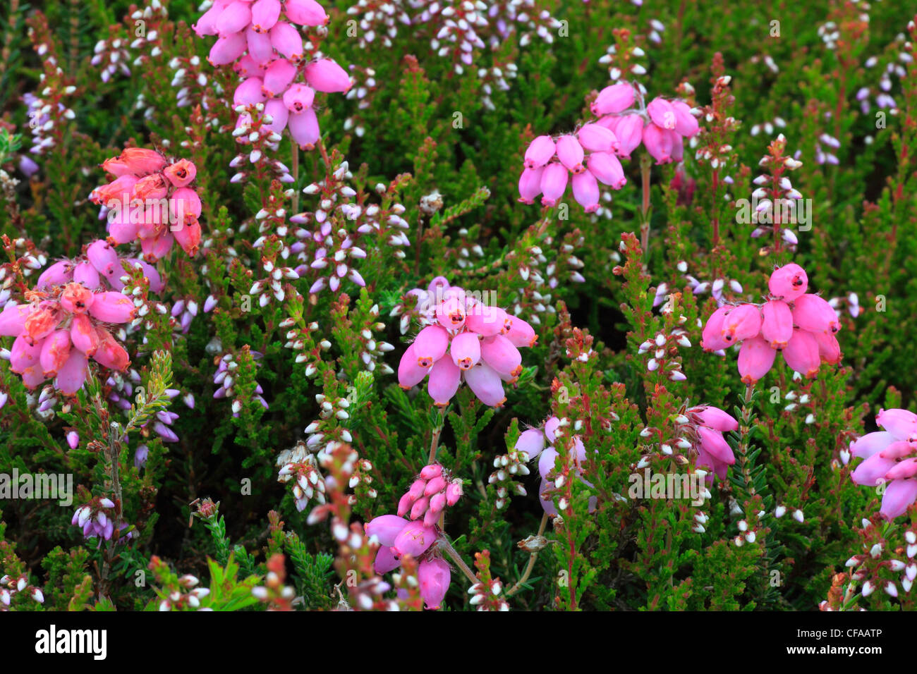 Erica erica hi-res stock photography and images - Alamy