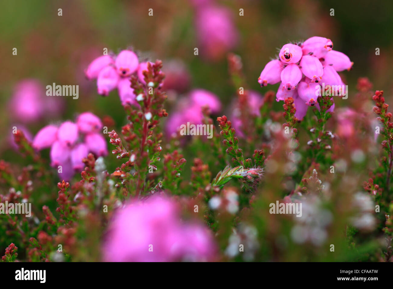 Erica erica hi-res stock photography and images - Alamy