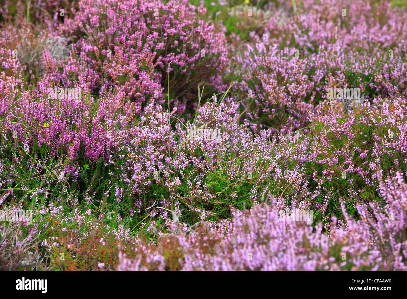 The Erika High Resolution Stock Photography and Images - Alamy