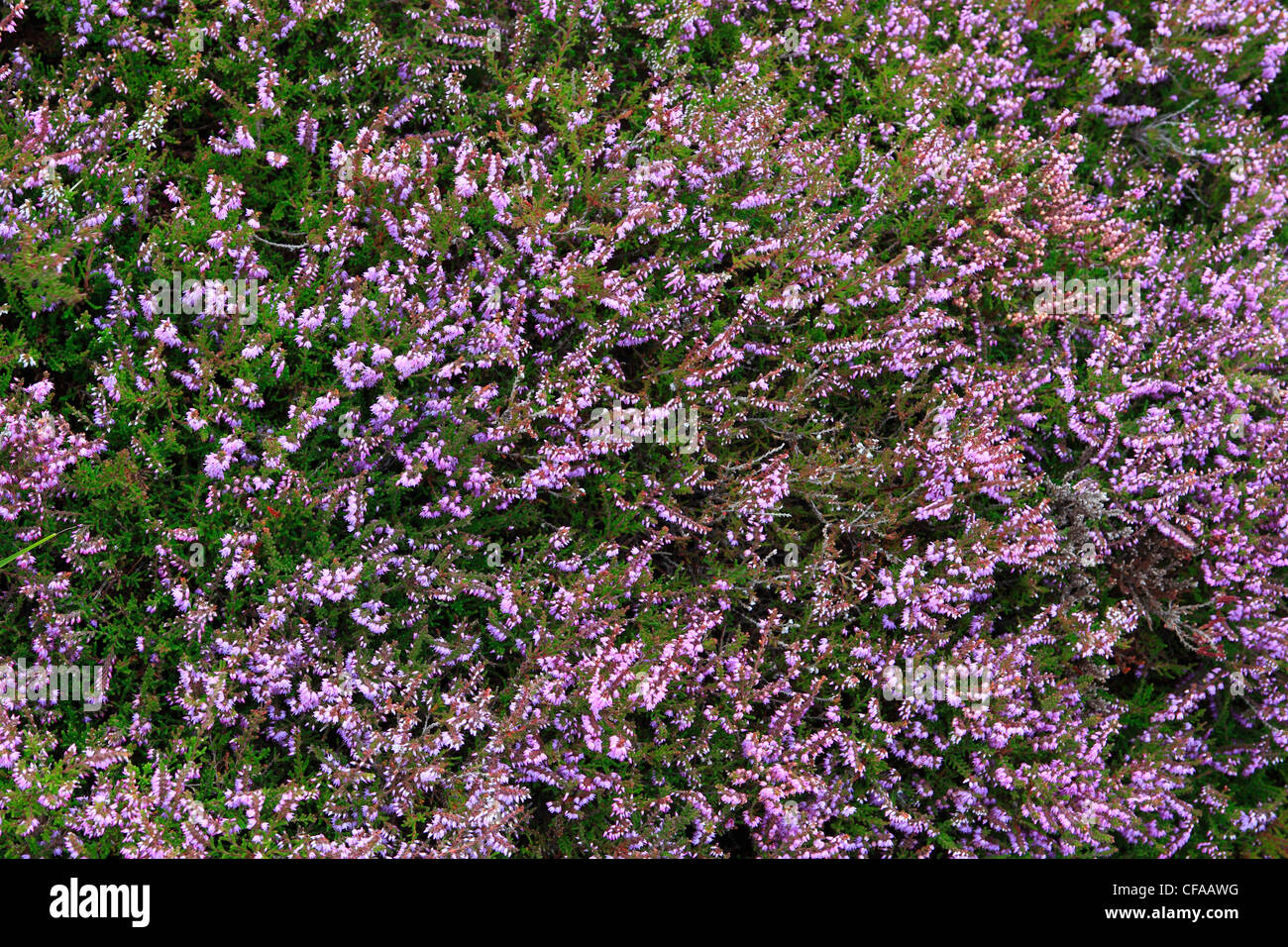 Scottish heather moor hi-res stock photography and images - Alamy