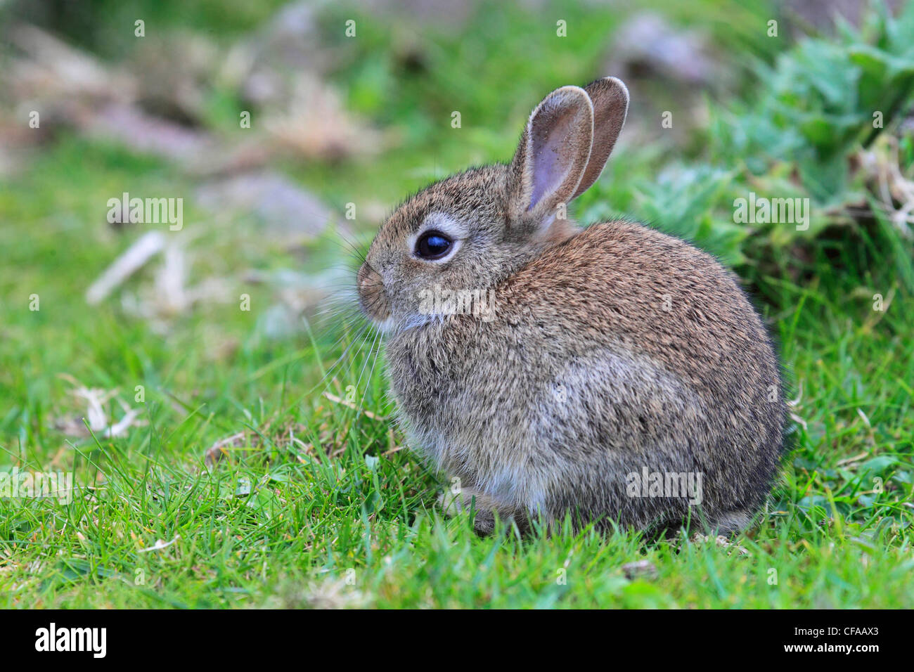 Fur, Highland, highland, rabbit, nose, ear, Oryclolagus cuniculus ...