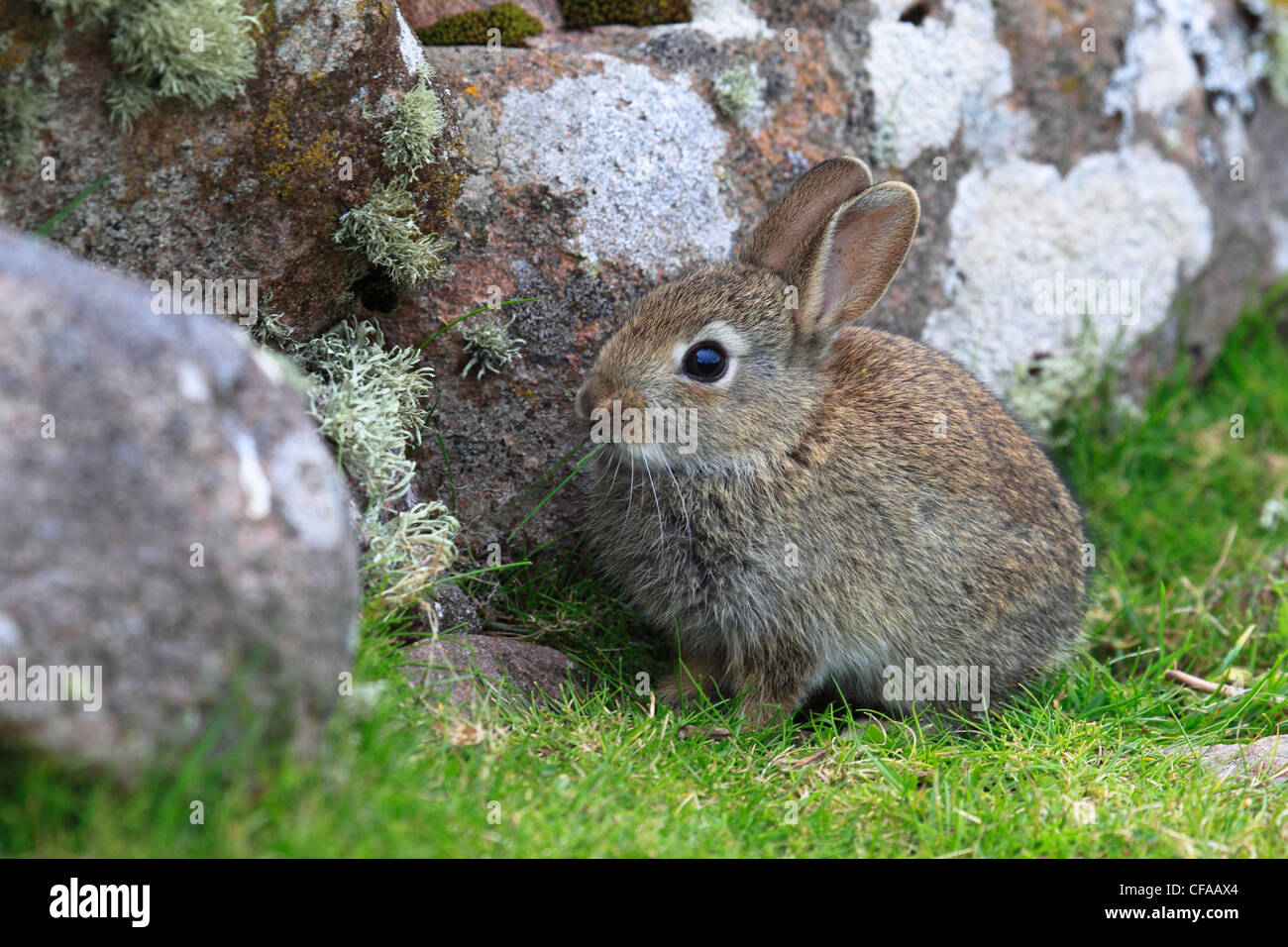 Fur, Highland, highland, rabbit, nose, ear, Oryclolagus cuniculus ...
