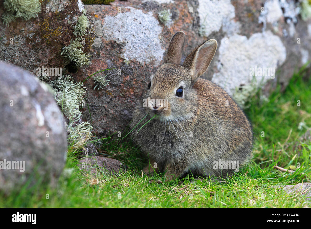 Fur, Highland, highland, rabbit, nose, ear, Oryclolagus cuniculus ...