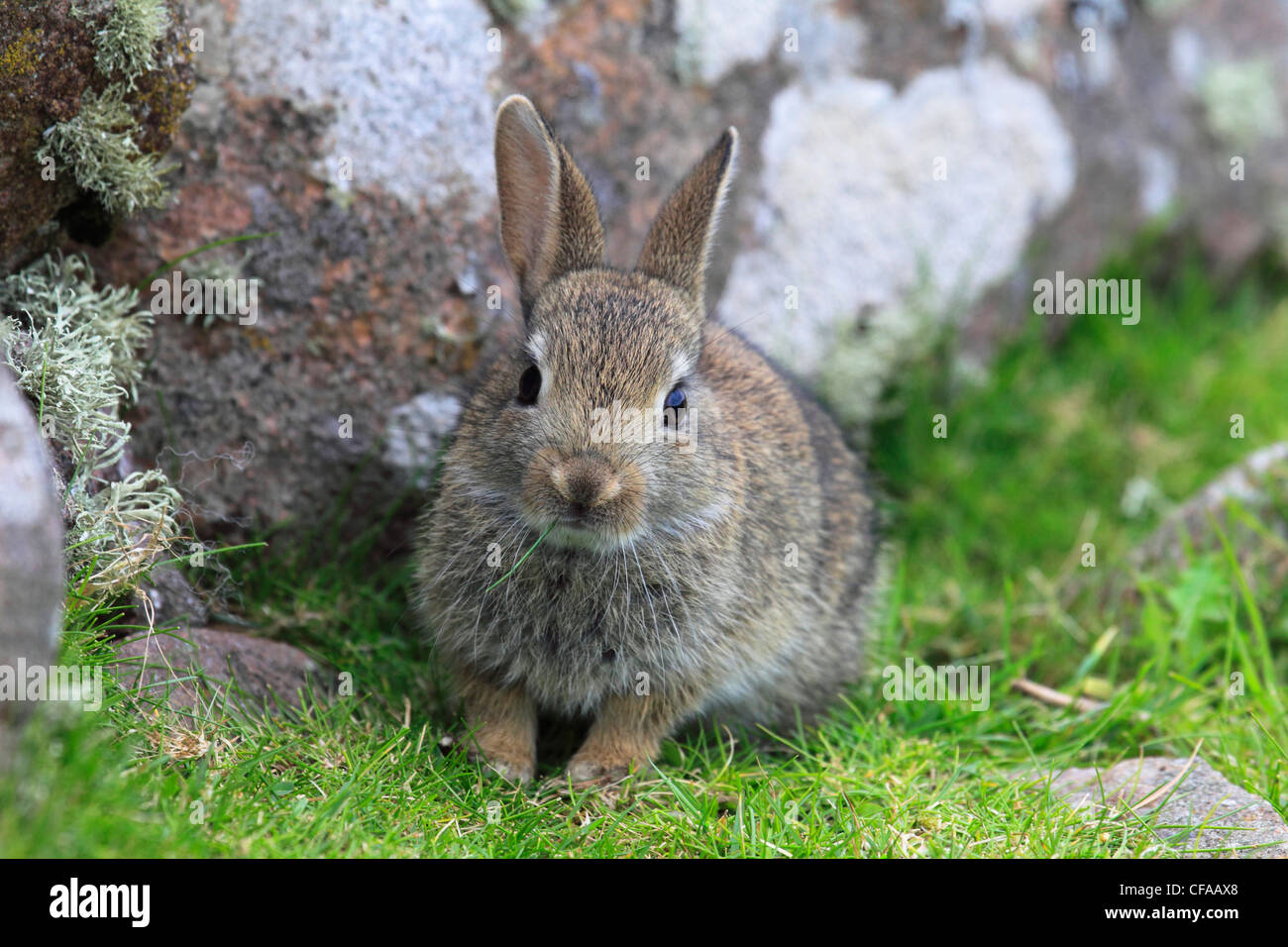 Fur highland highland rabbit nose hi-res stock photography and images ...
