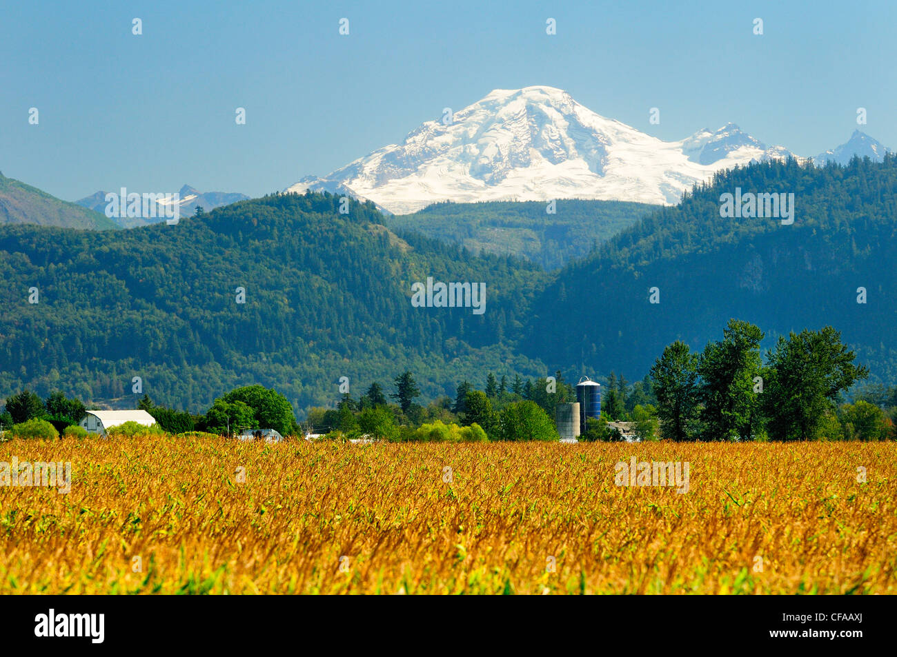 Huge corn fields and silo on farmland with Mt. Baker in the background ...
