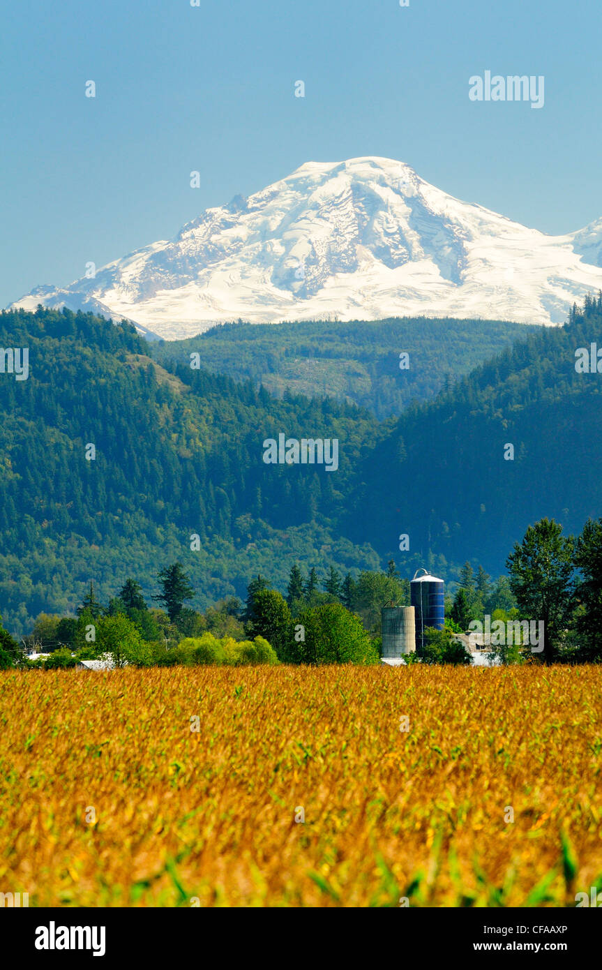 Huge corn fields and silo on farmland with Mt. Baker in the background ...